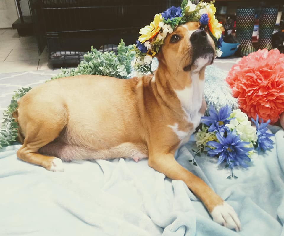 My Foster Breakup – Fur The Love of Fostering